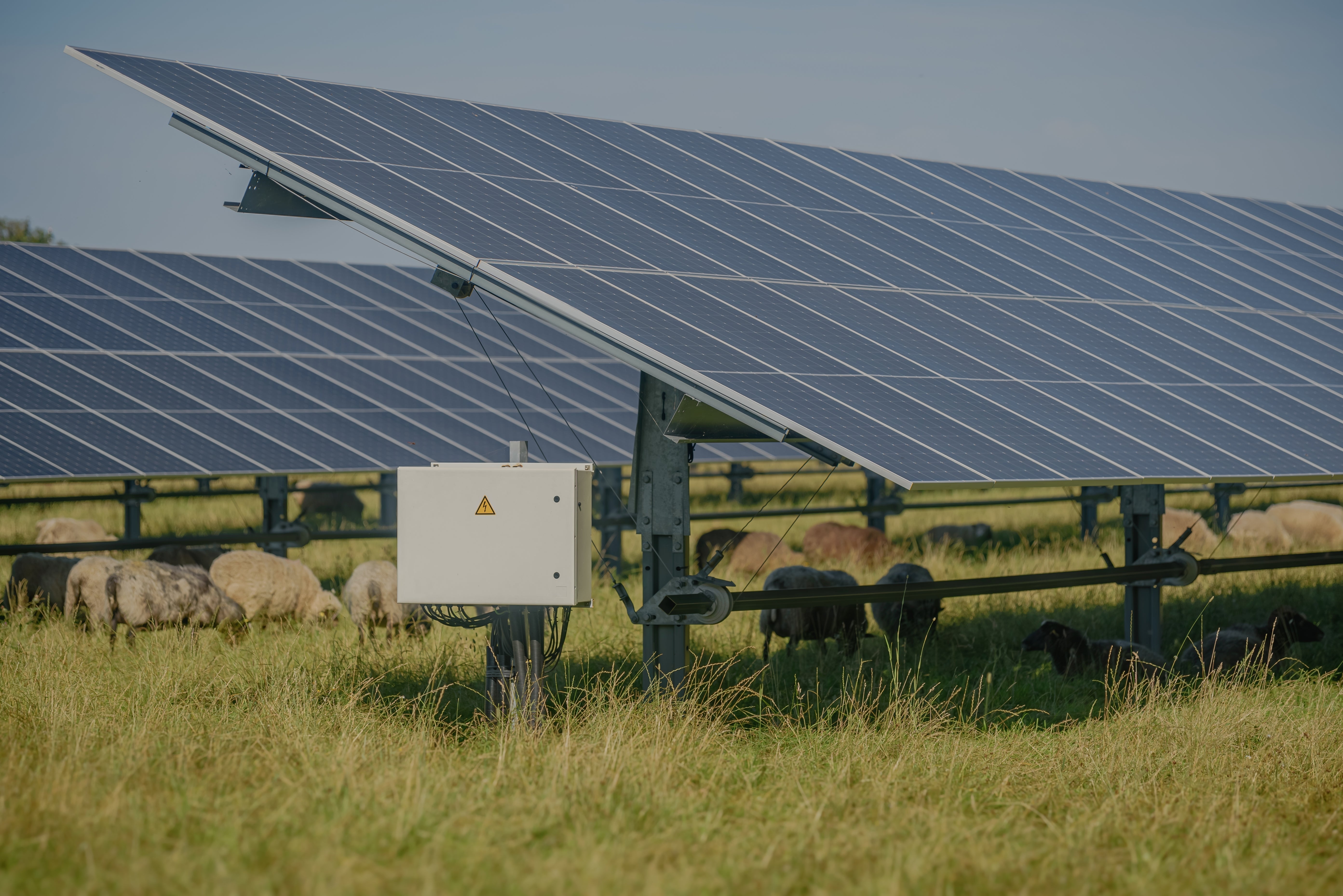 Boost Farm Output with Agrivoltaics in NZ | AA Solar